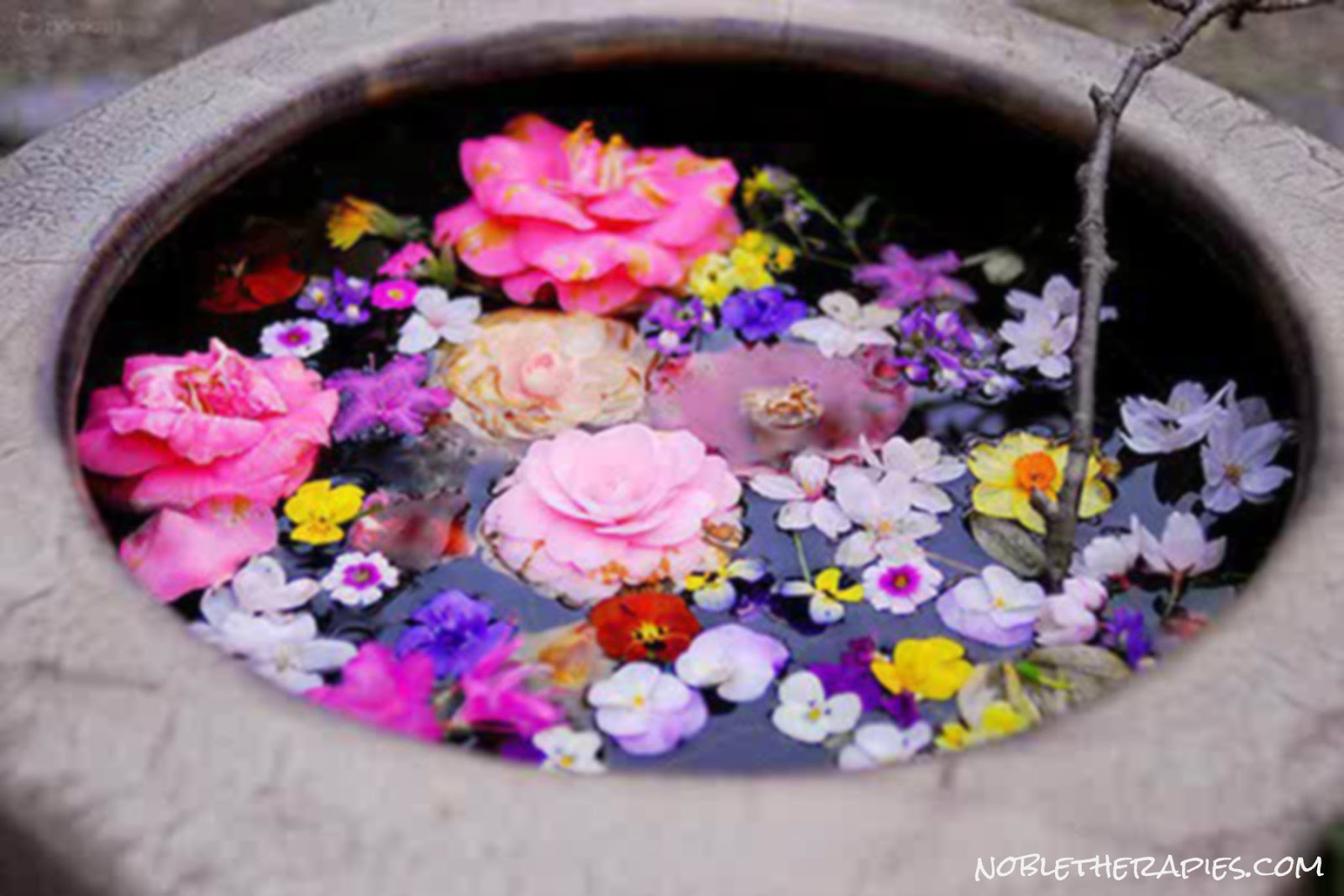 The Noble Soul: The Healing Benefits of Floral Hydrosols