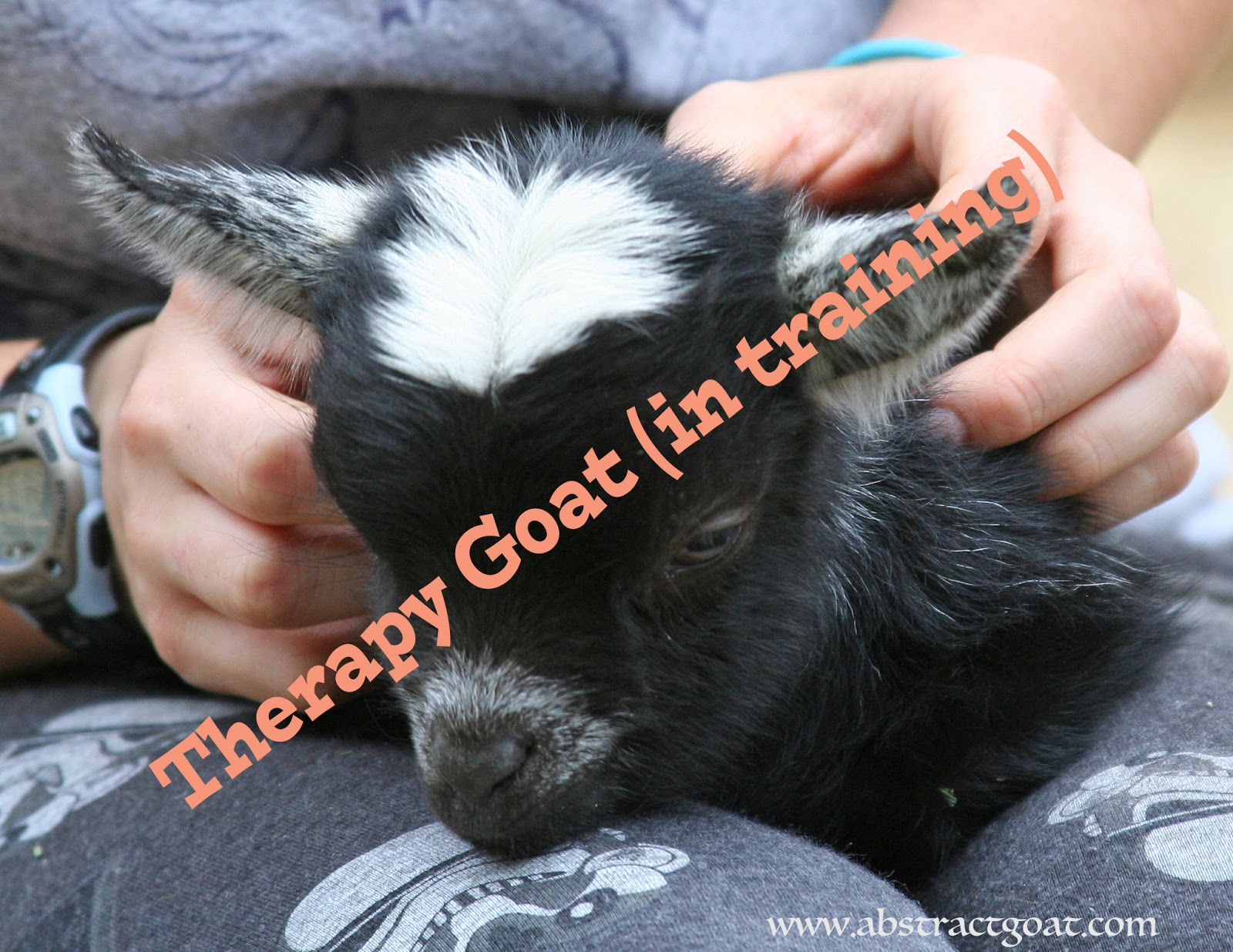 Abstracts from the Goat Farm: Therapy Goat (in training)