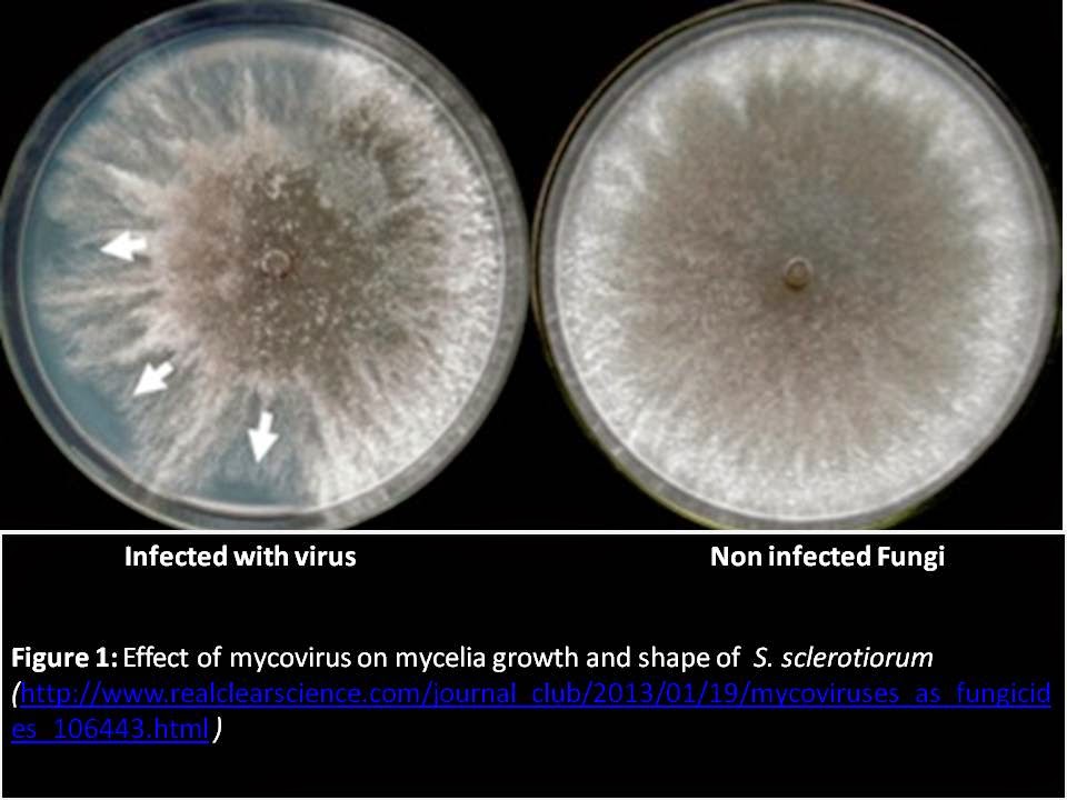 Mycoviruses: November 2014