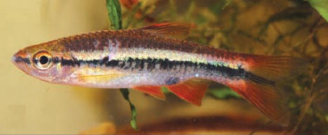 Abdul Wadud: Rasbora patrickyapi