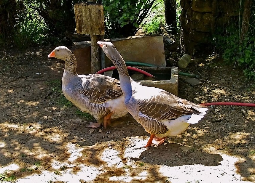 Living the life in Saint-Aignan: Barnyard birds in the Dordogne