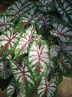 Caladium Collection - 2016 | Rotary Botanical Gardens