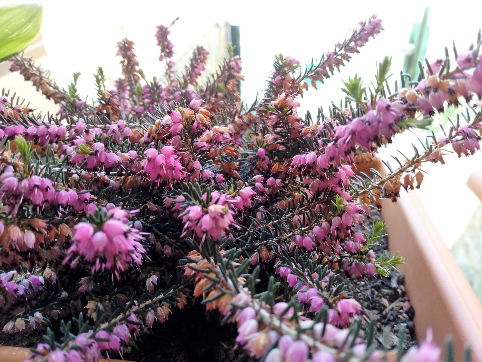 Biosfera vegetal.: Brezo rosado (Erica x darleyensis).