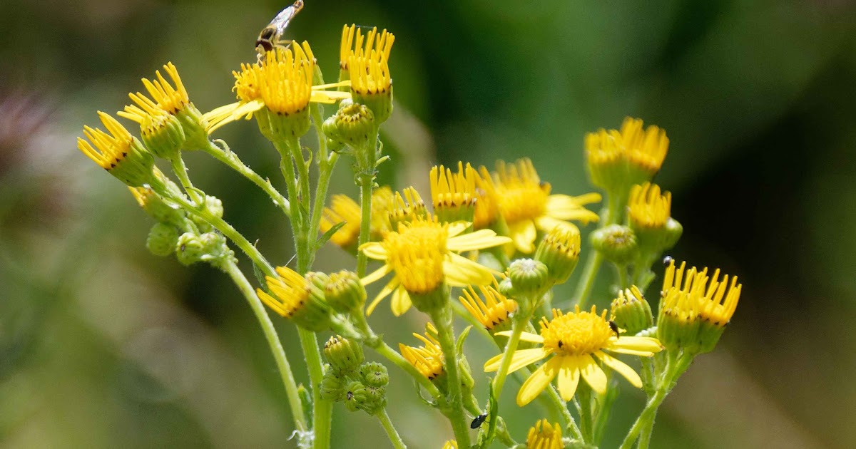 HERBIER: Jacobaea vulgaris subsp. vulgaris