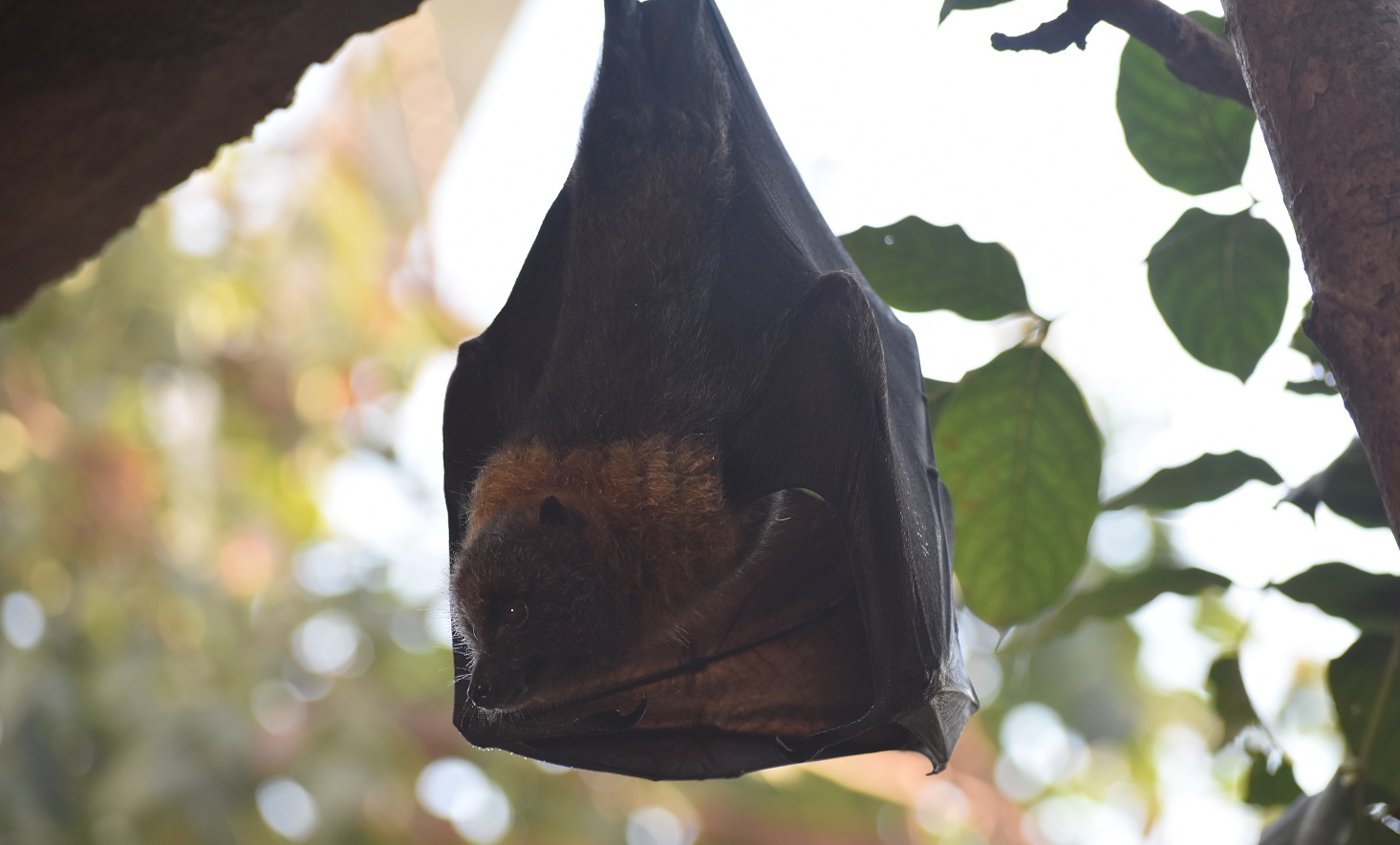 ZOOTOGRAFIANDO (6.100 ANIMALS): ZORRO VOLADOR DE LA ISLA RODRIGUES ...