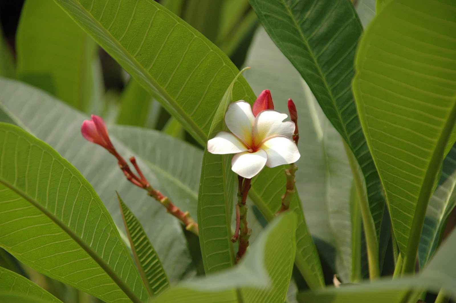 DESDE BANGKOK: Flor de mayo