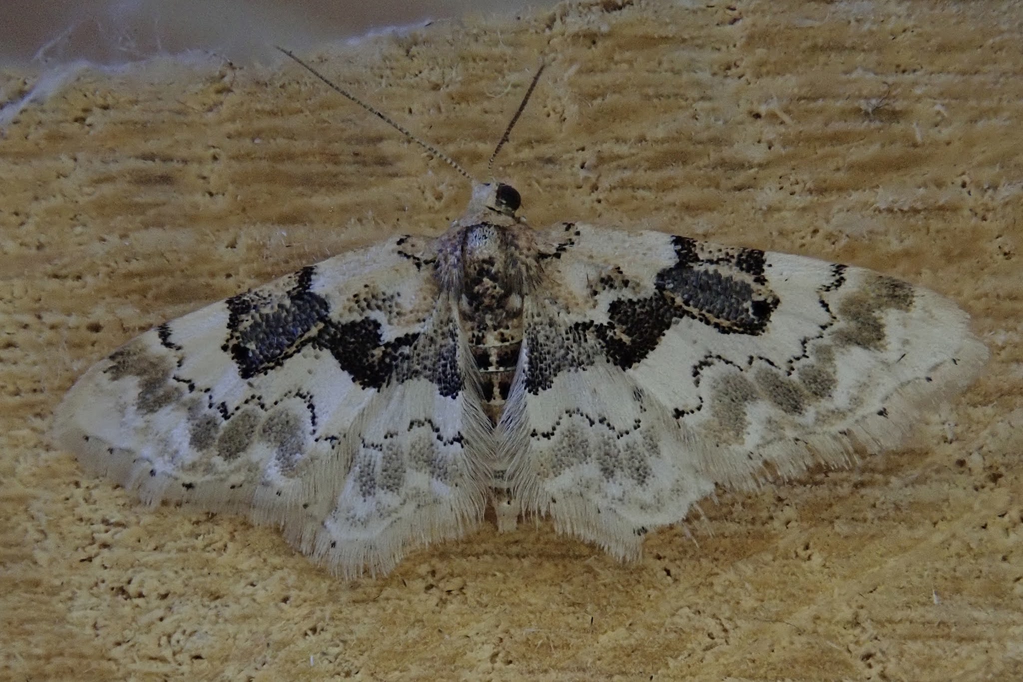 LEPIDOPTERA by Ed 2: Idaea incisaria