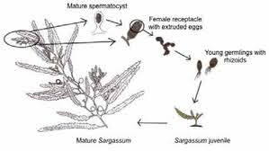Sargassum: Reproduction