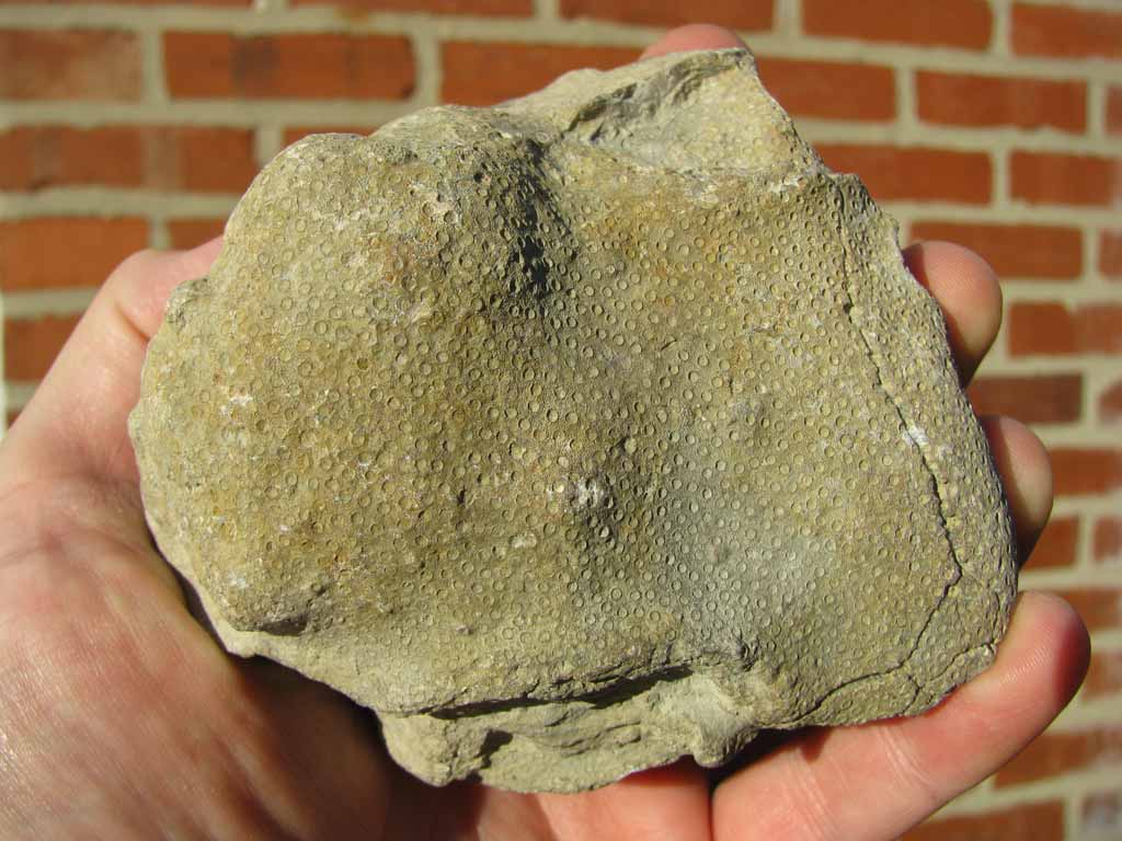 Views of the Mahantango: Heliolites from Gotland, Sweden