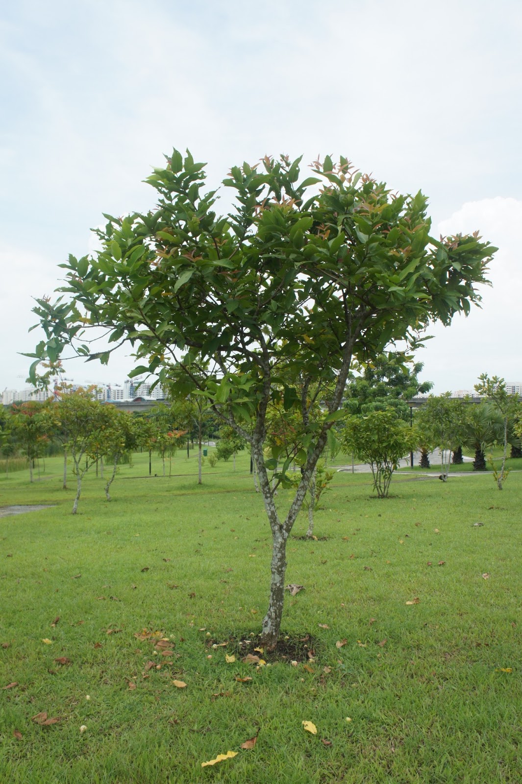 Riverine Parks: Jambu Ayer (Syzygium aqueum)