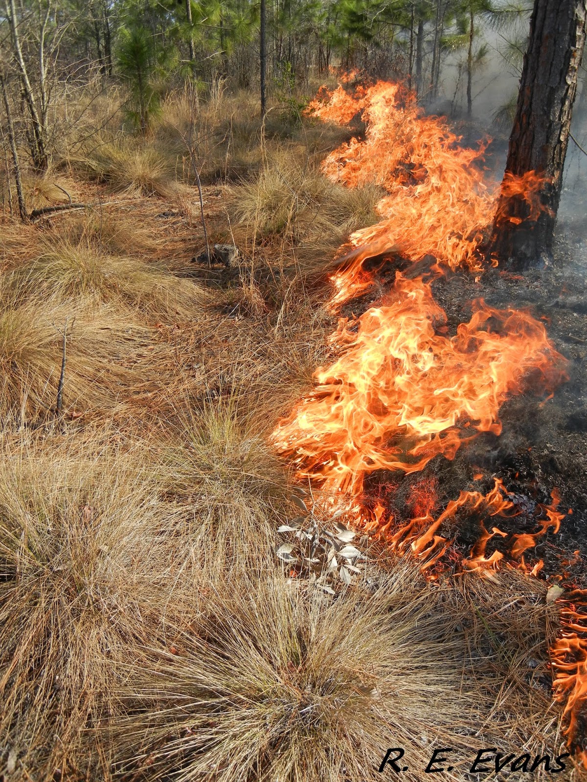 NC Plant Conservation & Beyond: Longleaf Pine Sandhills - fire and ...