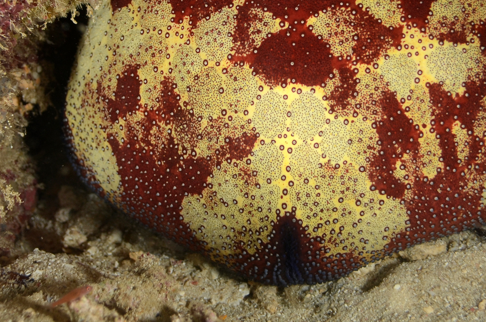Real Monstrosities: Cushion Star