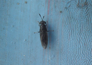 Magot sebagai Pakan Alternatif Lele Sangkuriang - Komunitas Budidaya ...