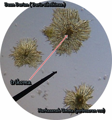 Umma Umeng: Trichome of Plant