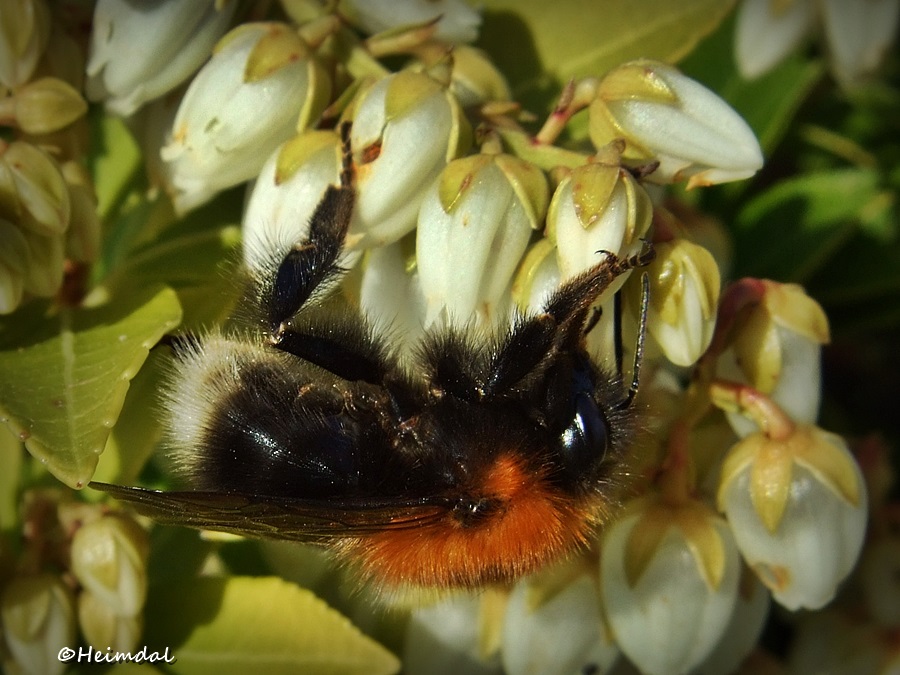 Heimdal: La humla suse :)