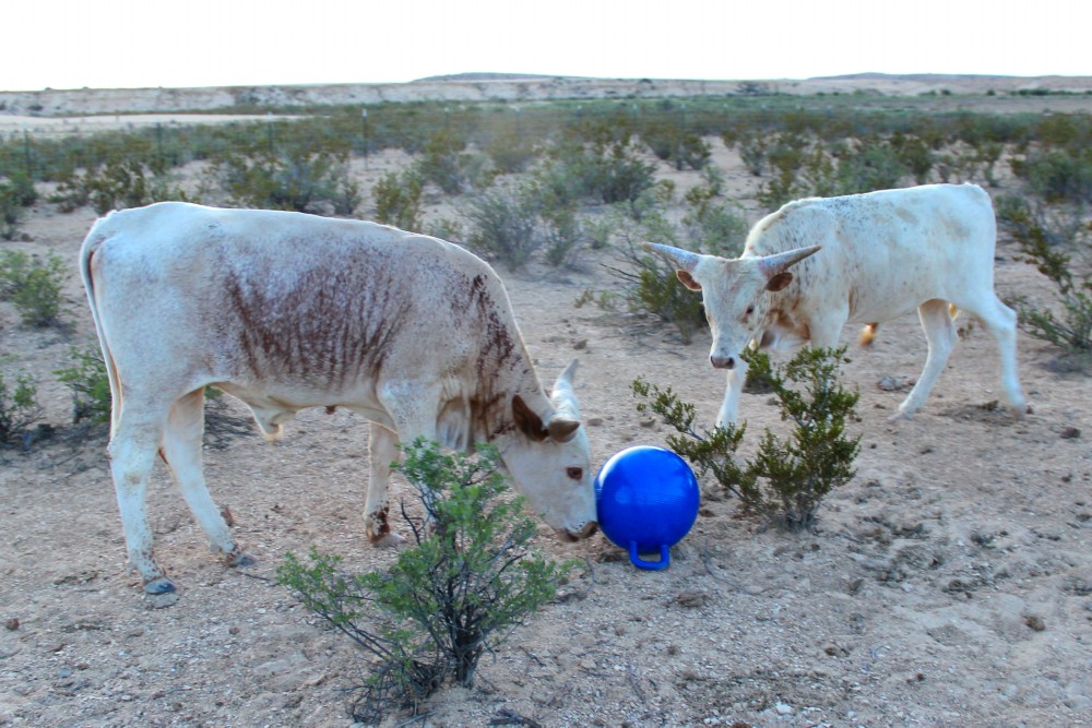 The Field Lab: ¡El rebote más divertido!