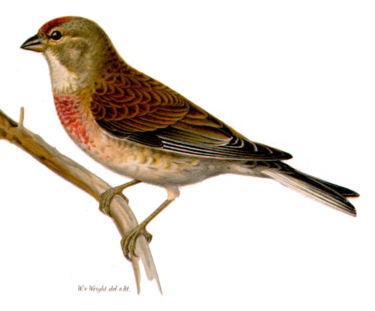 Coronel Von Rohaut: Un pajarillo