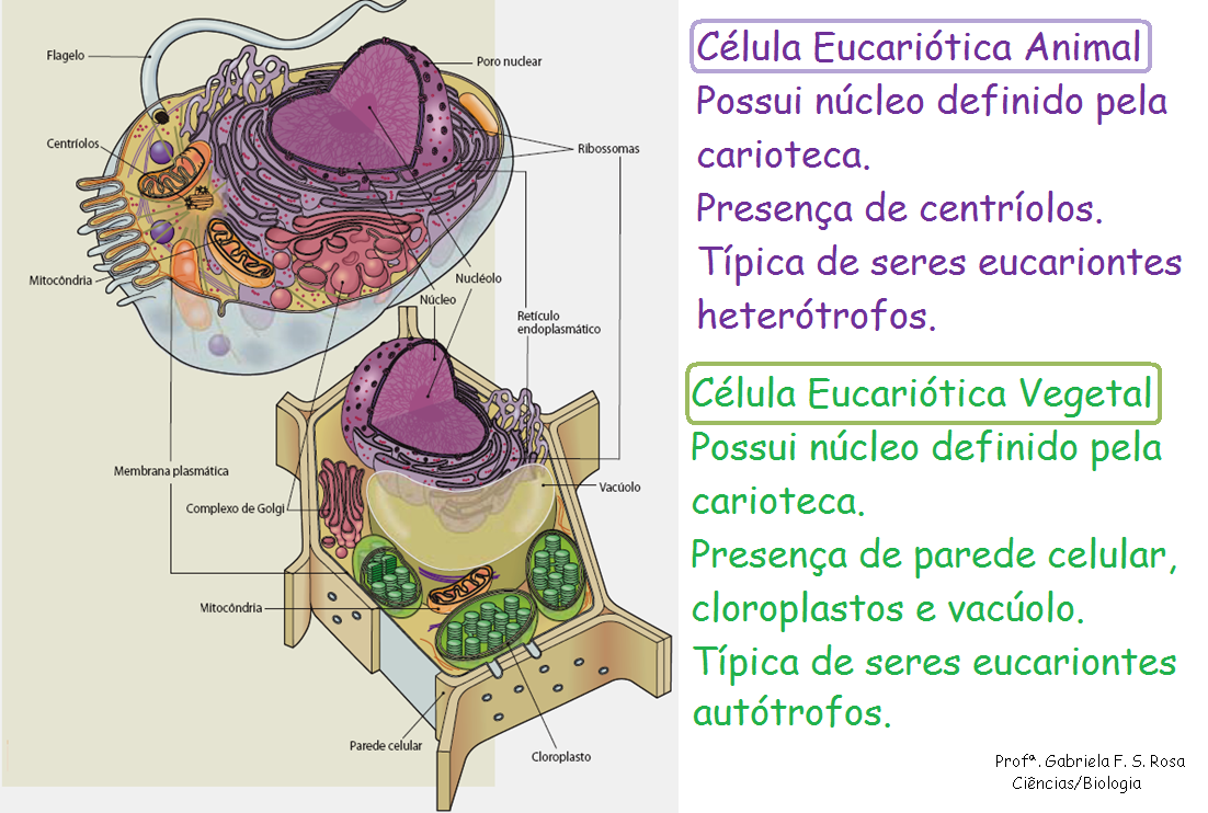 Blog da Bio - Profe Gabriela: Células Eucarióticas - Animal e Vegetal