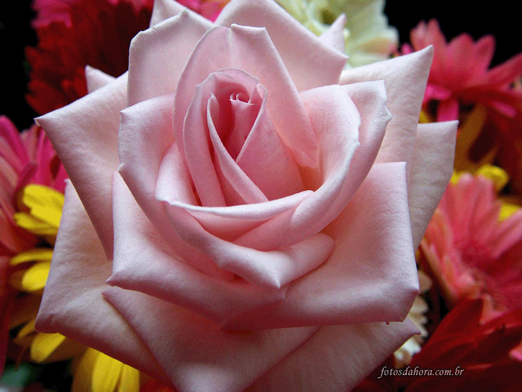 Tons de rosa: TONS DE ROSAS