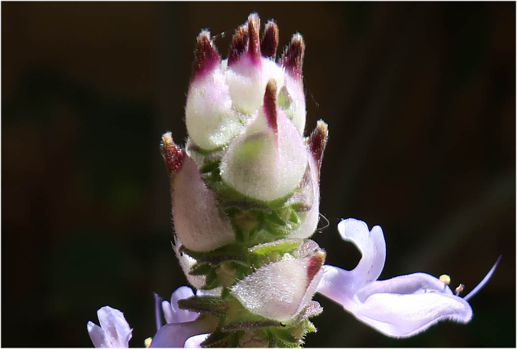 Inspiration by Deseos Design: Plectranthus neochilus - Lobster flower