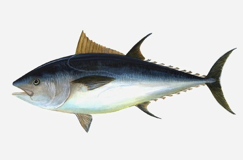 katta fish