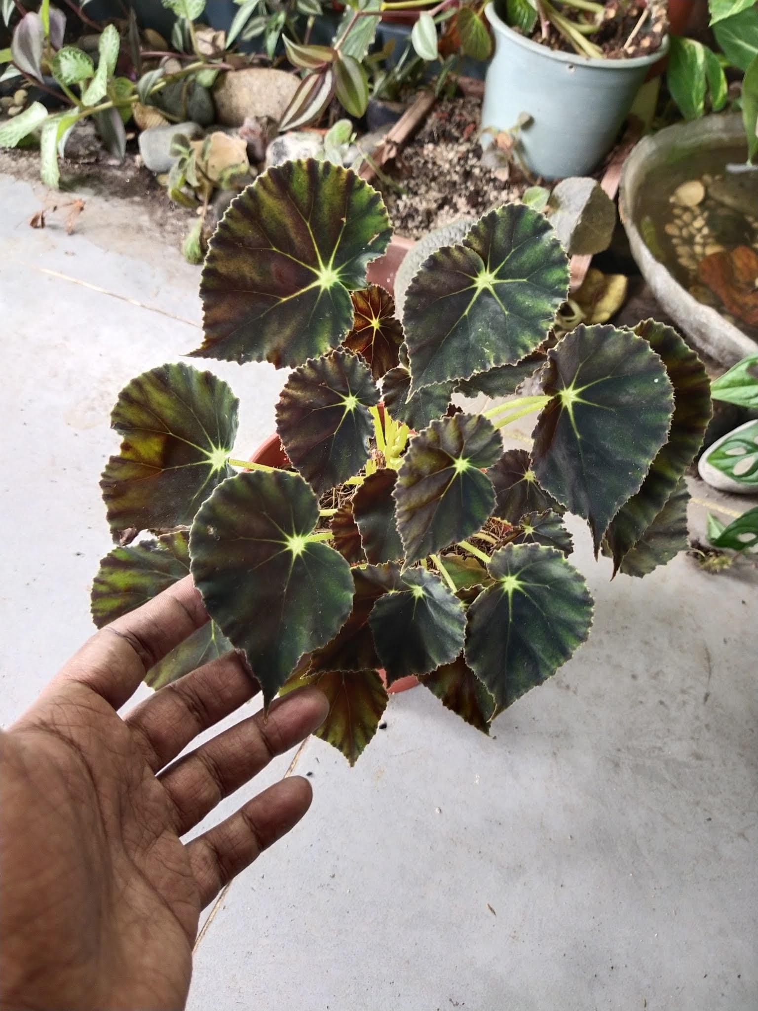 Garden Chronicles of James David: Begonia - mazae f nigricans (Updated ...