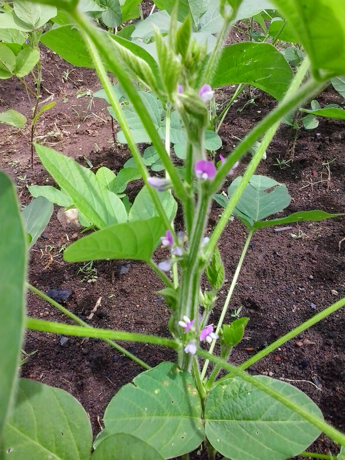 CHUMAIDI, SP: BUDIDAYA KEDELAI