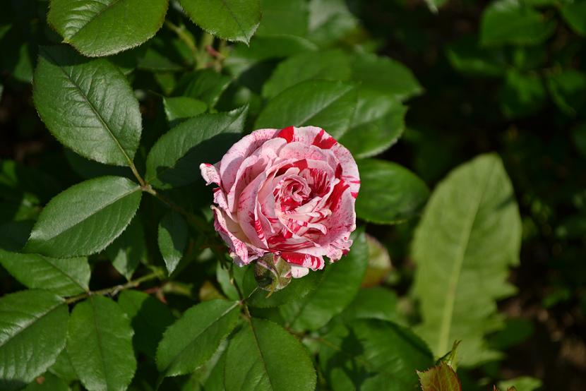 Buchetul miresei: Raspberry Swirl Roses
