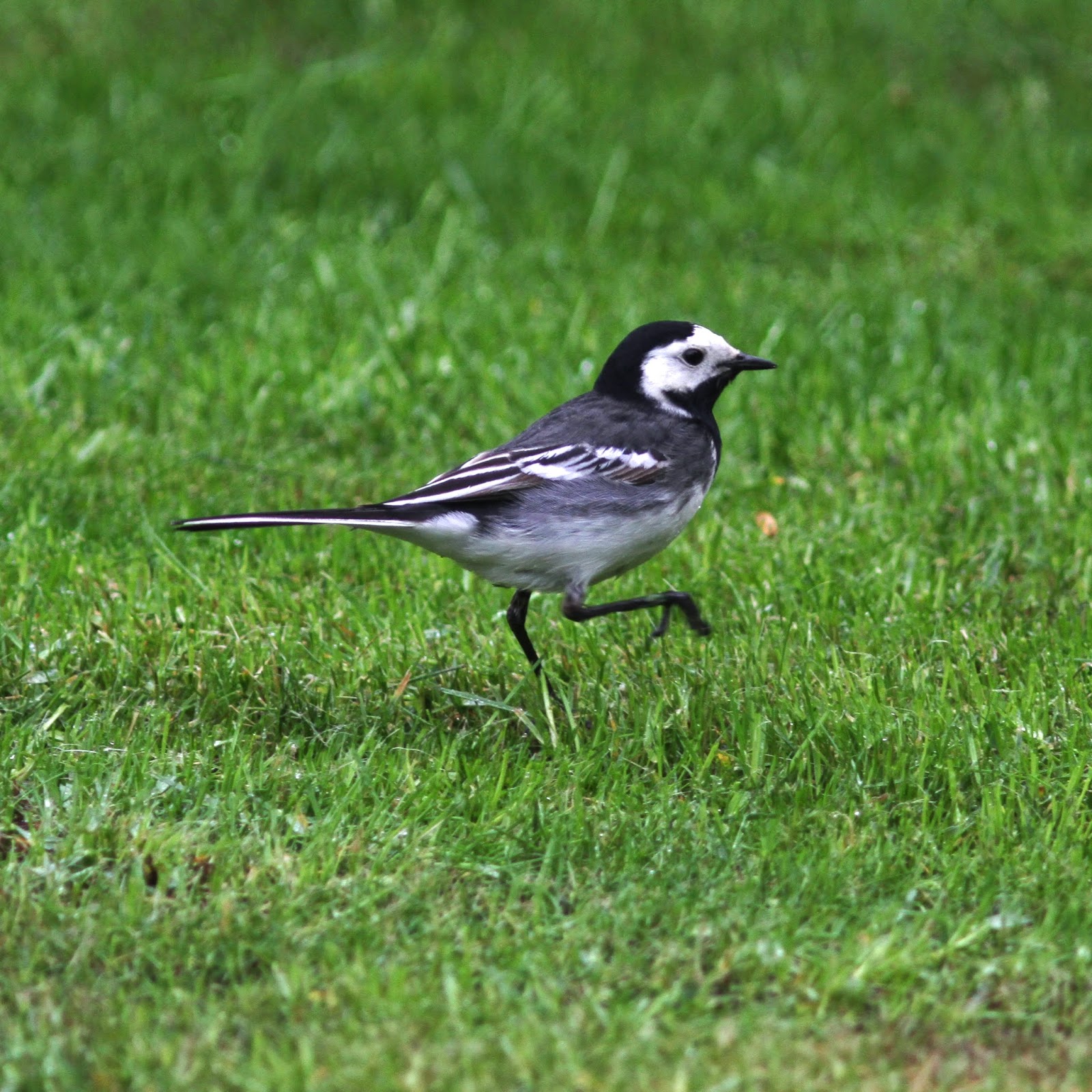 TrogTrogBlog: Bird of the week - Pied wagtail