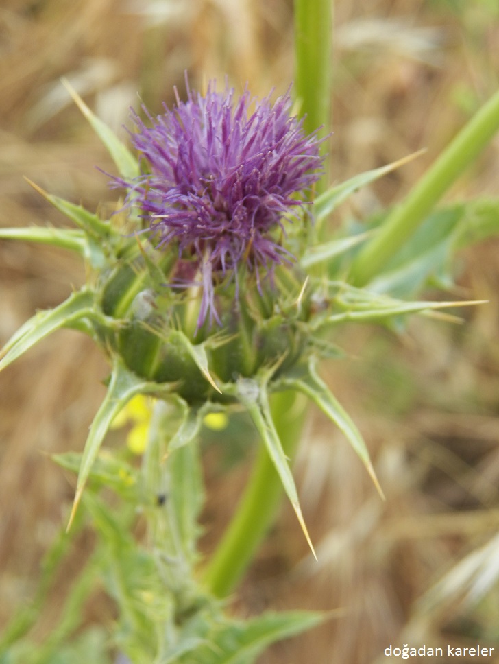 Doğadan Kareler: Kenger Otu ve Tohumu