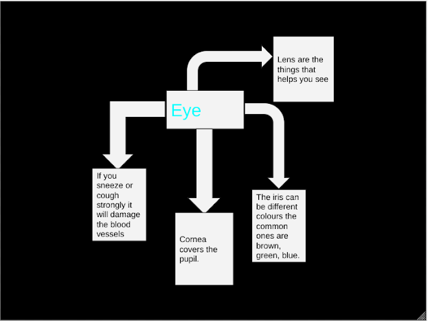 Marvin@Hornby Primary School: The Eye (Flow Chart)