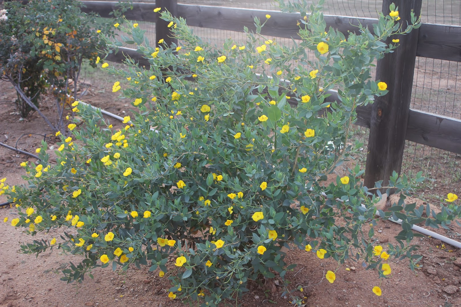 Camissonia's Corner: A Requiem for Winter (oh, wait - we just got 11 ...