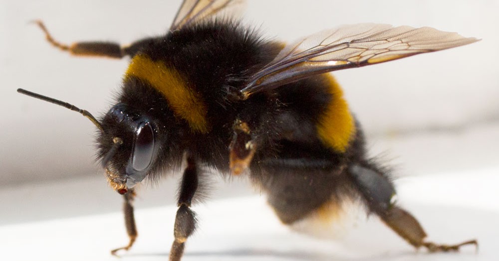 Nommieworld: the visiting giant bumble bee!
