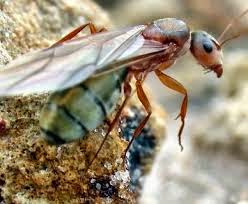 Gambar ratu semut rangrang | Dunia Cara Ternak Hewan - Peluang Usaha ...