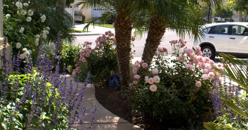 Organic Garden Dreams: June Roses