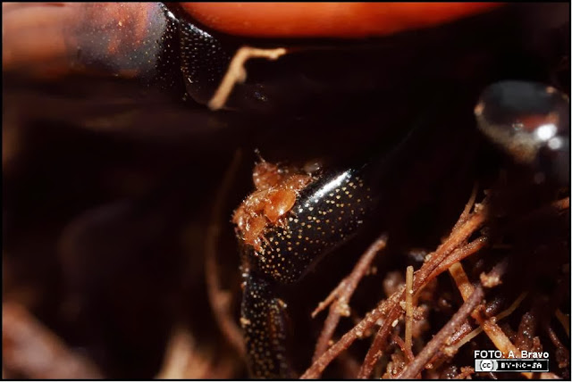 FAUNA AUXILIAR: FAMILIA UROPODIDAE