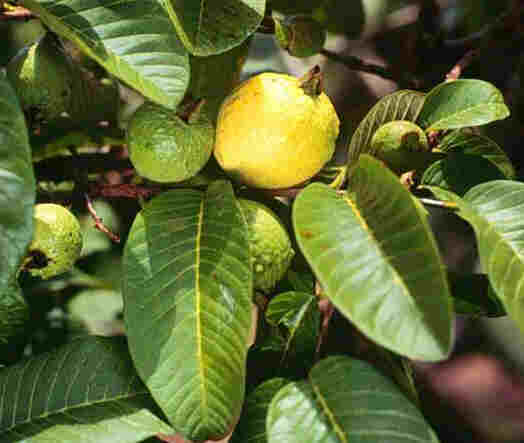 Goiaba - Psidium guajava