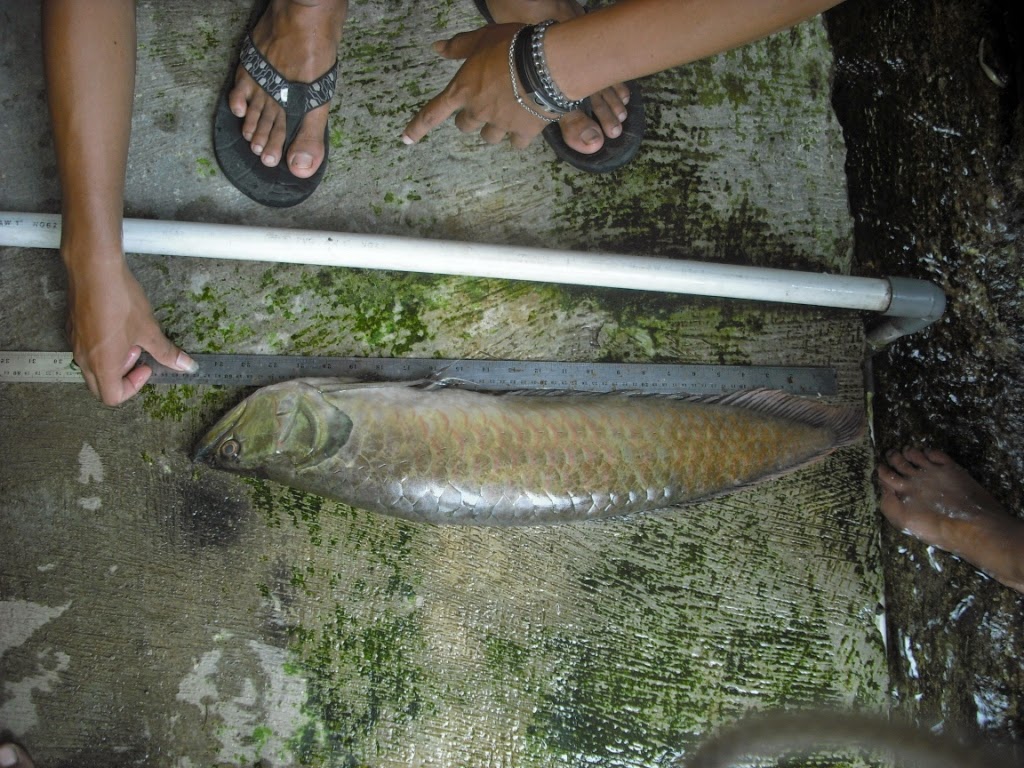 Sustainability Fisheries - Wildan: Sampling Ikan Arwana Silver