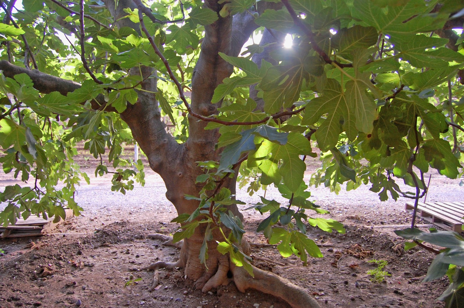 Cuentos del día a día: LA HIGUERA DE PIZARRO