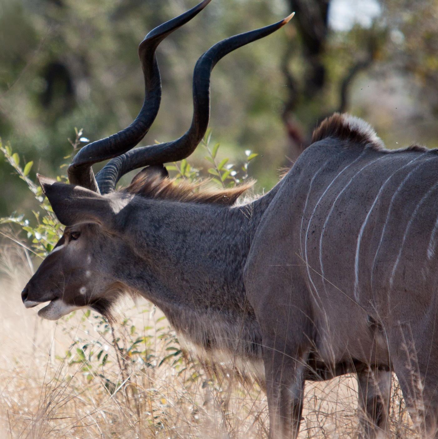 TRAVEL SOUTH AFRICA KRUGER NATIONAL PARK