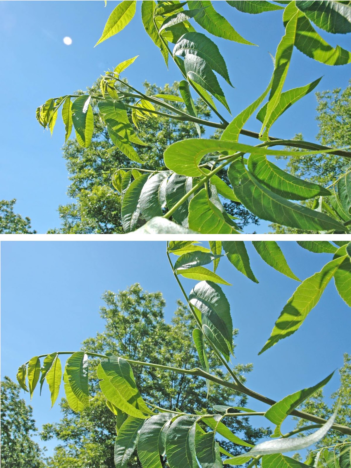 Northern Pecans: June 2013