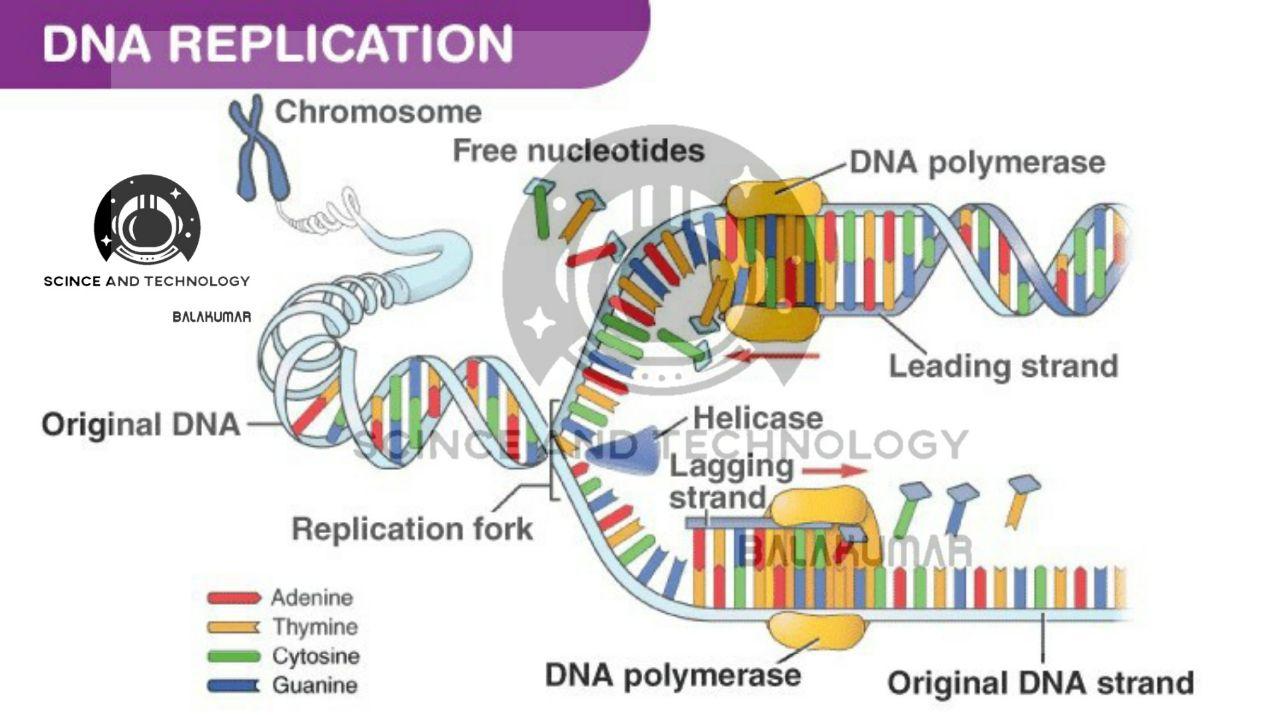What is DNA replication?