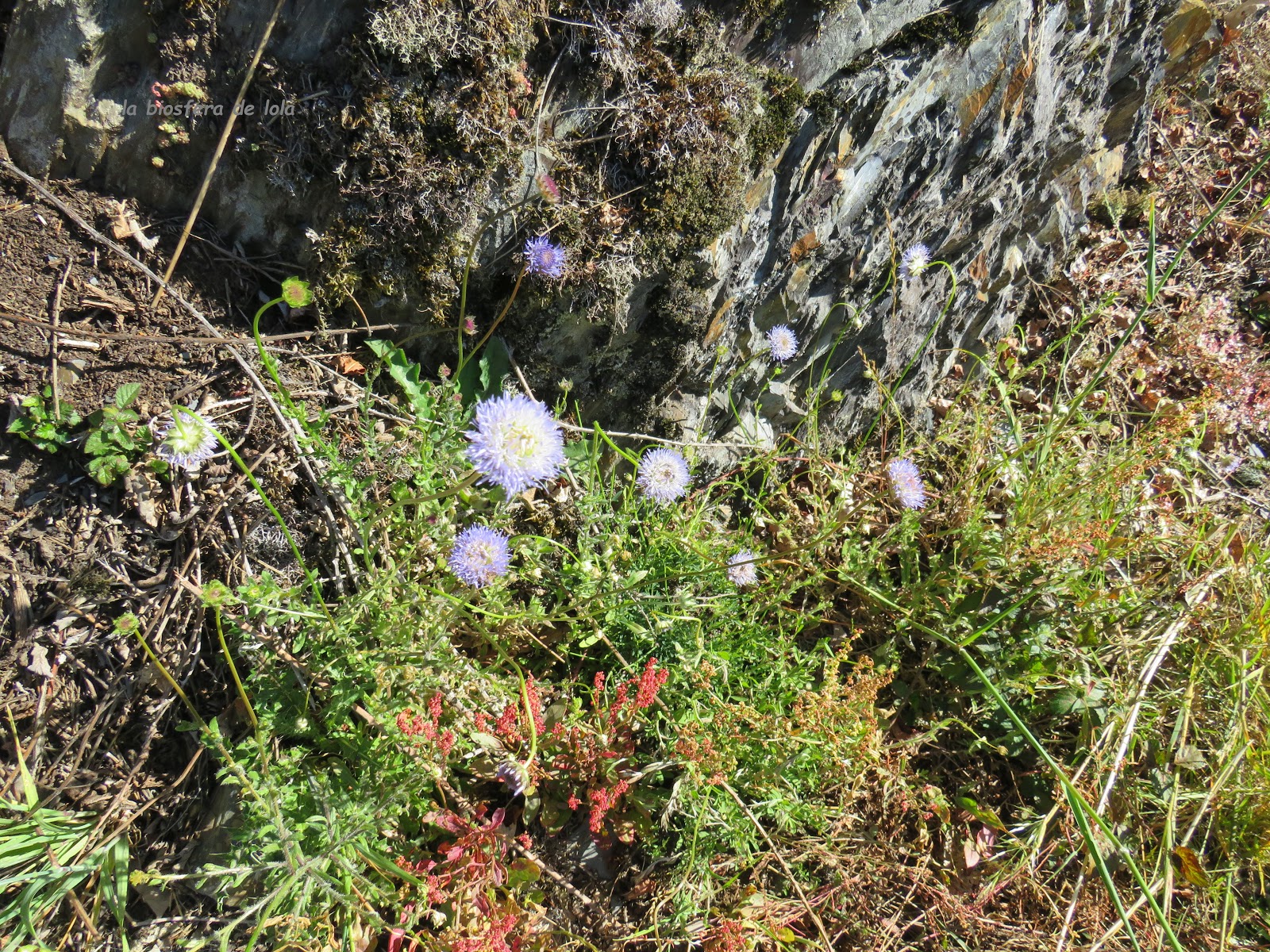 LA BIOSFERA DE LOLA: TÉ DE MONTE...