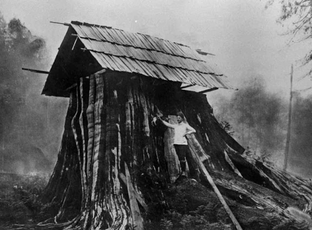 Amazing Vintage Photos of Houses Carved Inside Massive Tree Stumps in ...