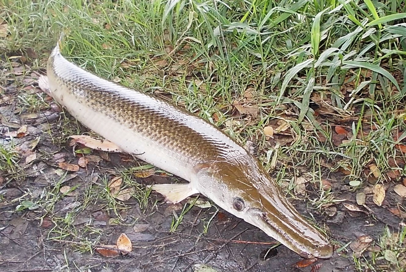 Puasnya Casting dan Catch and Release Ikan Predator - Pemancing Punya ...