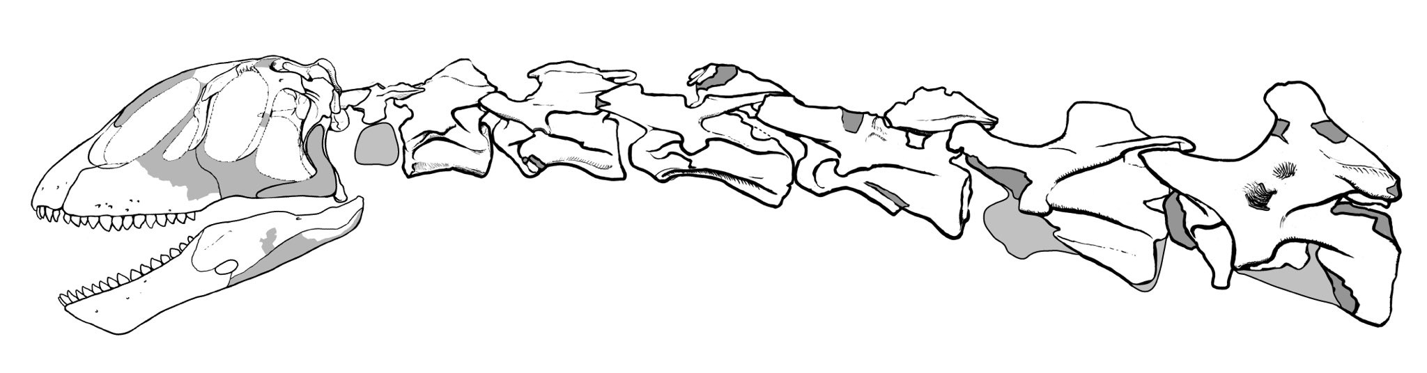 Species New to Science: [Paleontology • 2020] Bagualia alba ...