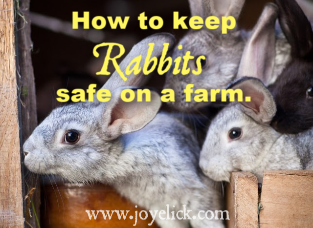 RABBIT KEEPING: How to keep rabbits safe on a farm. | Farm Girl ...