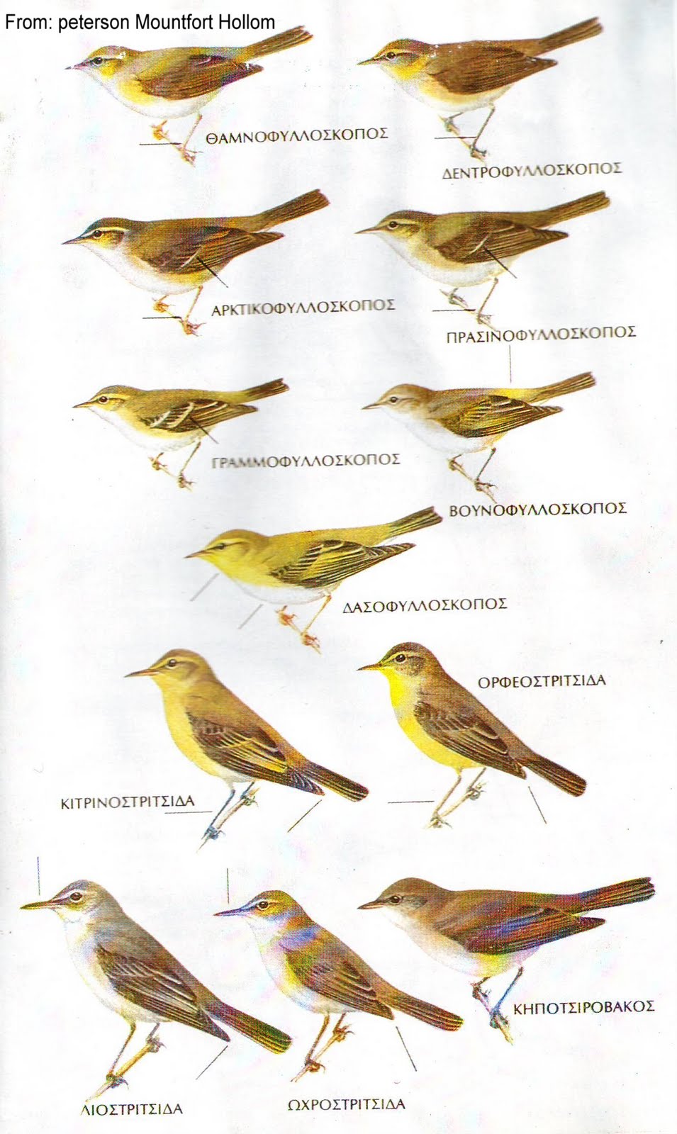 timbrados canaries: ΞΕΧΩΡΙΣΤΕ ΤΑ ΑΓΡΙΟΠΟΥΛΙΑ PHOTOS