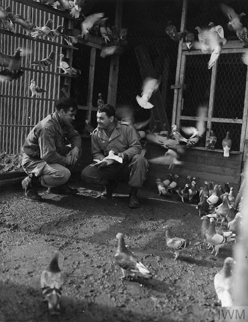 World War 2 History and the WW2 Pigeons: World War II Pigeoneers' Stories