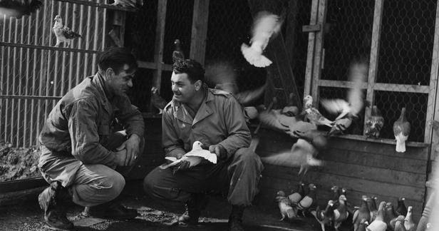 World War 2 History and the WW2 Pigeons: World War II Pigeoneers' Stories
